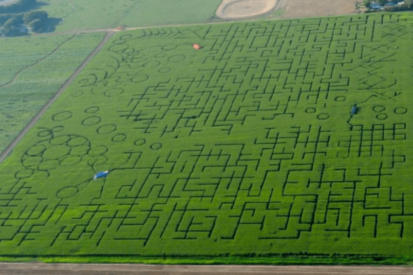 El laberinto de maíz con récord mundial abre este mes en California