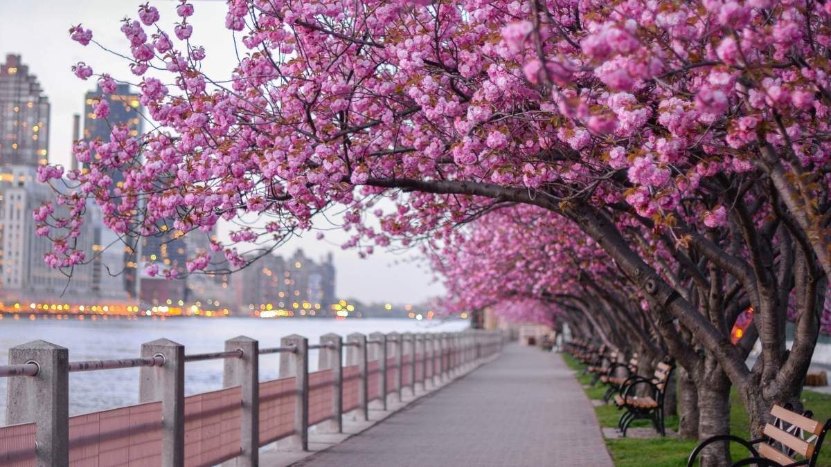 Estos son los 10 mejores destinos para ver los icónicos cerezos en flor