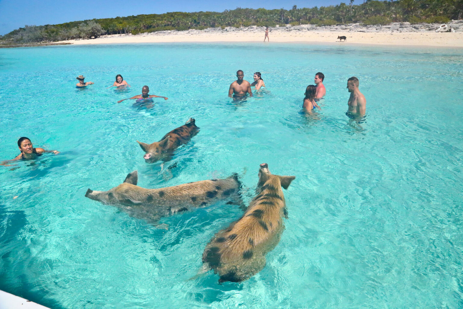 Esta es la íncreible Isla de los Cerdos en Bahamas - Puros Viajes