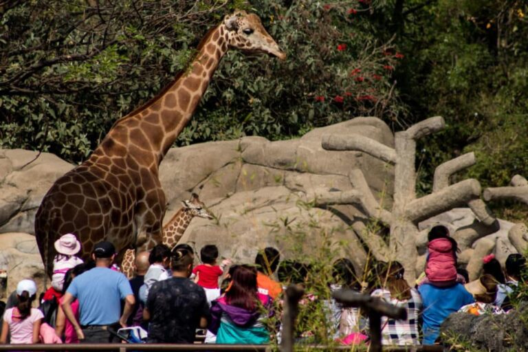 5 Zoológicos de México que no debes dejar de visitar - Puros Viajes