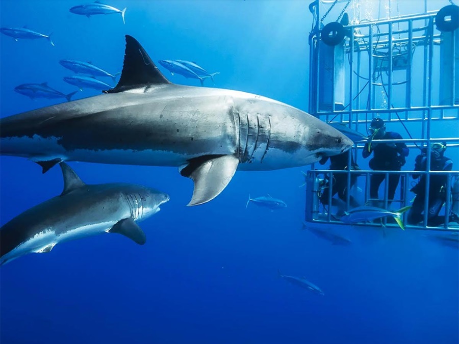Las Playas con Más Avistamientos de Tiburones del Mundo